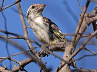 Chaplin's Barbet - eBird