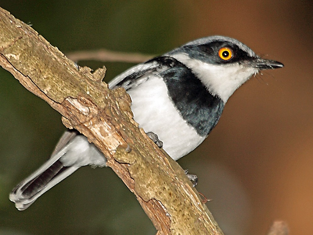 Margaret's Batis - eBird