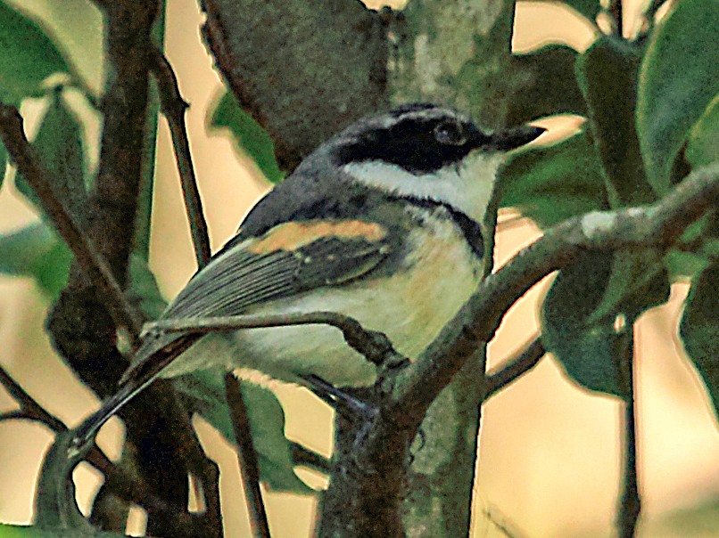 Margaret's Batis - eBird