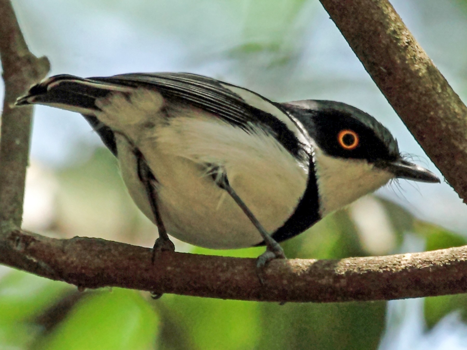 Margaret's Batis - eBird