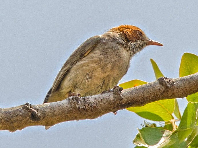 Red-capped Crombec - eBird