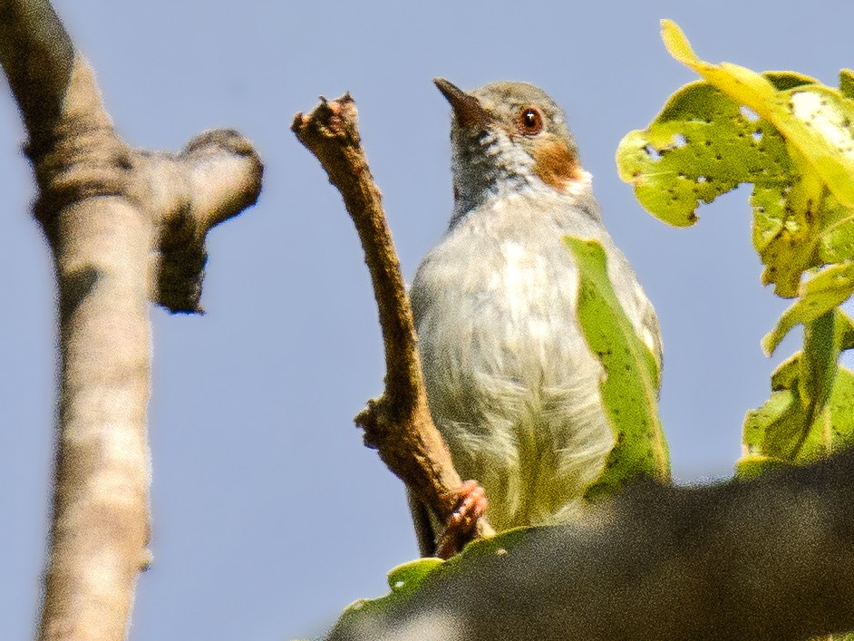 Red-capped Crombec - eBird