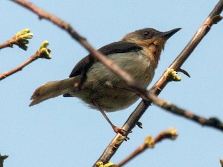Buff-throated Apalis - eBird