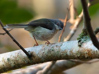 Buff-throated Apalis - eBird