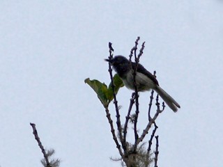 Buff-throated Apalis - eBird