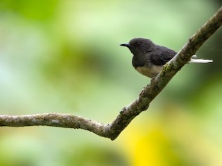 Buff-throated Apalis - eBird