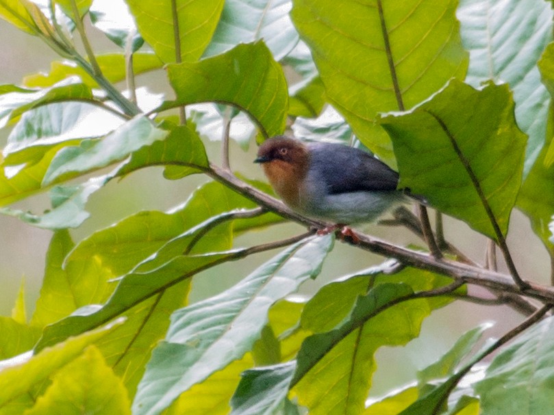 Chapin's Apalis - eBird