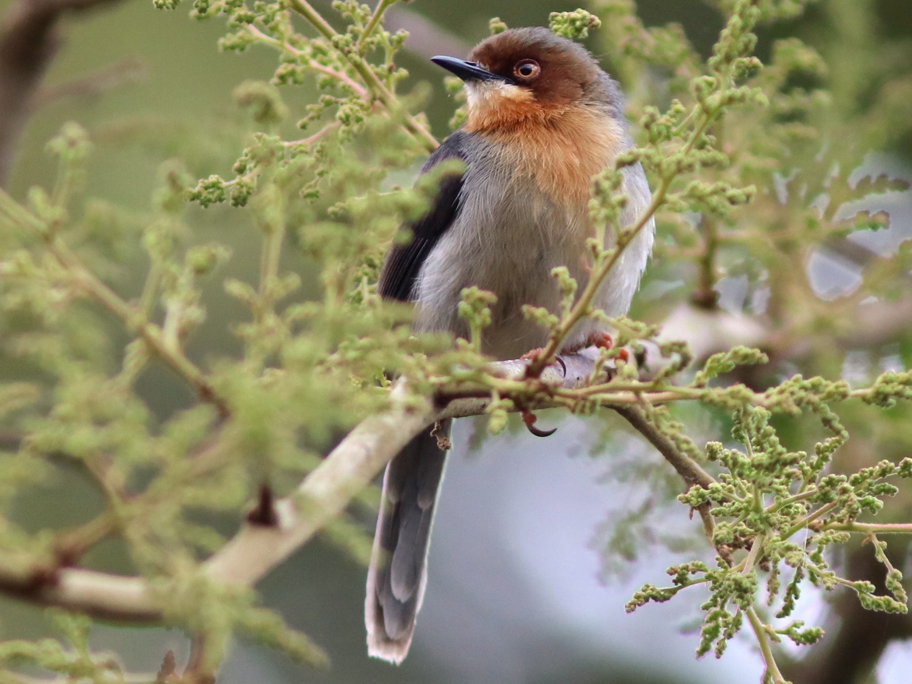 Chapin's Apalis - eBird