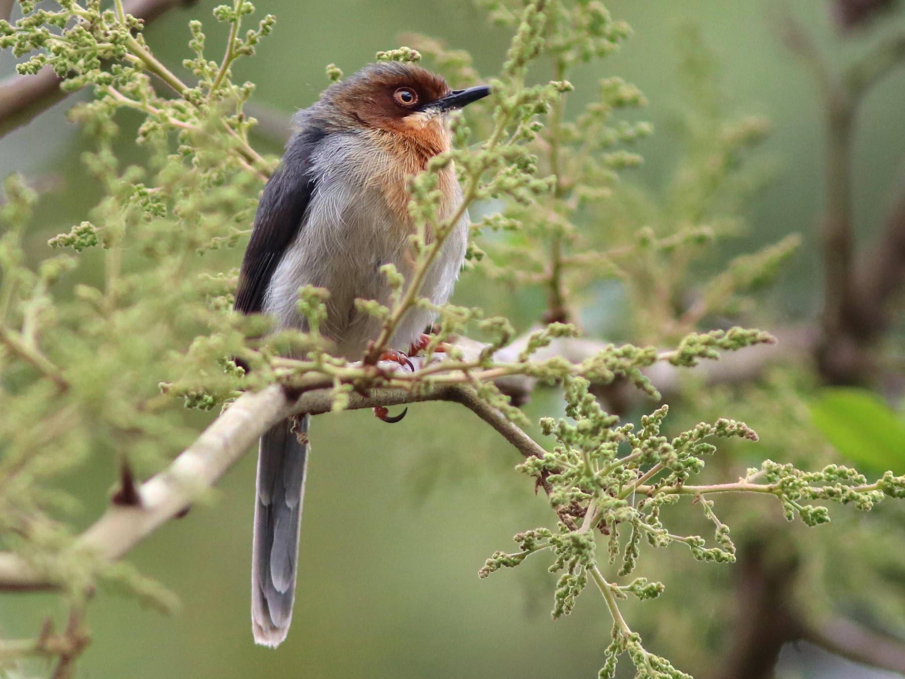 Chapin's Apalis - eBird