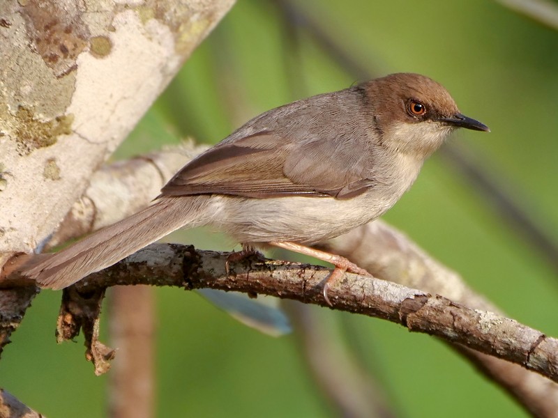 Brown-headed Apalis - eBird