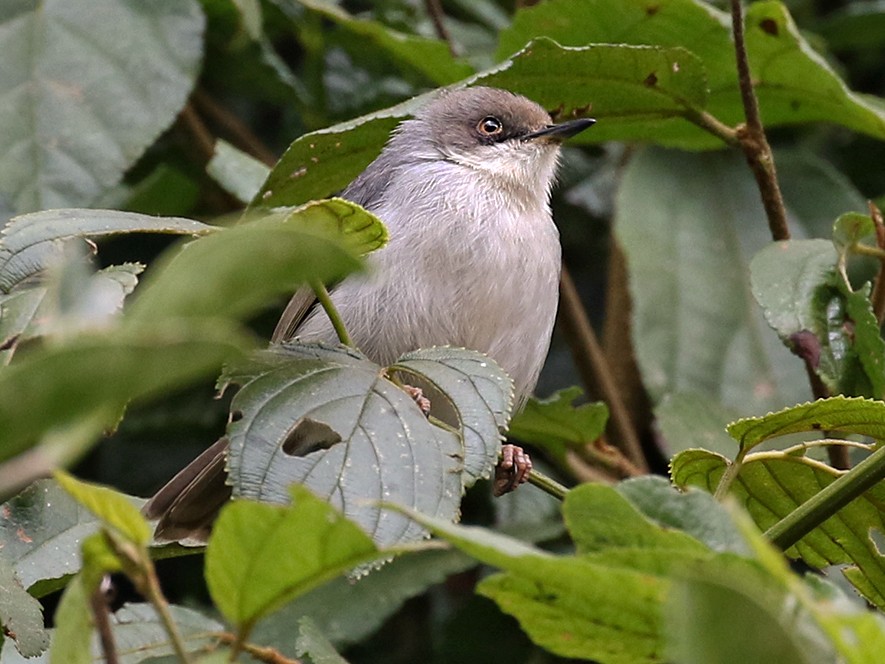 Apalis Cabecipardo - eBird