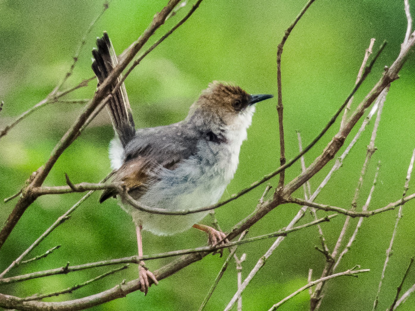 Brown-headed Apalis - eBird