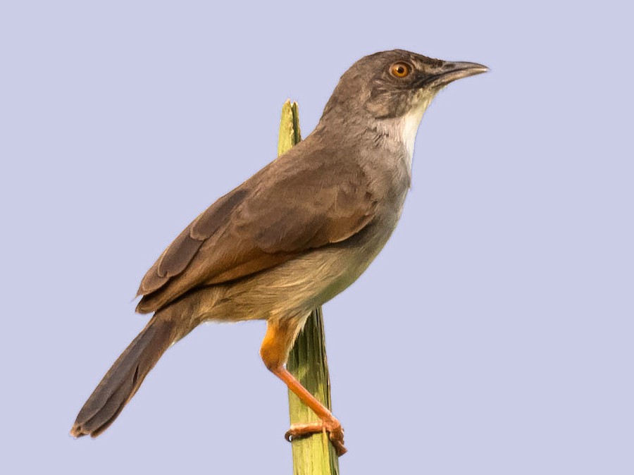Whistling Cisticola - eBird