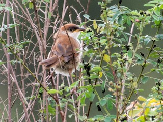 Black-lored Cisticola - eBird