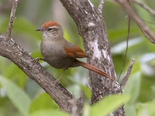 Line-cheeked Spinetail - Cranioleuca antisiensis - Birds of the World