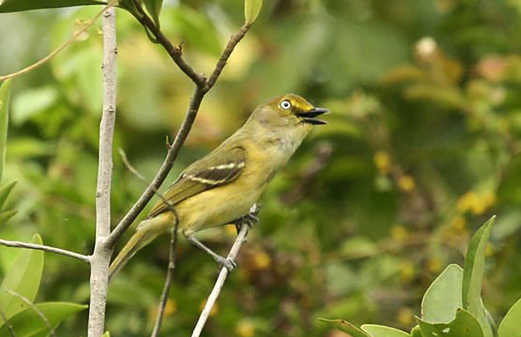 White-eyed Vireo (Veracruz) - eBird