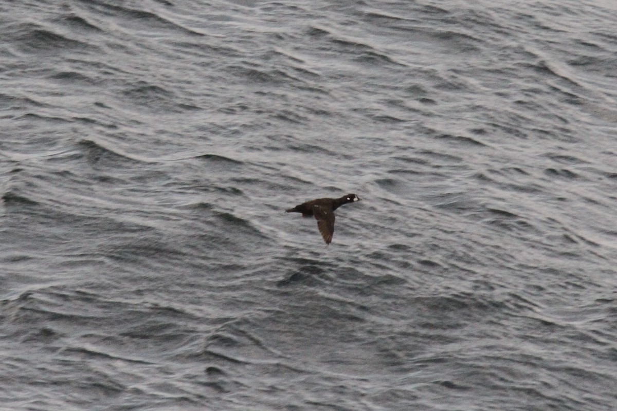 eBird Checklist - 31 Jul 2020 - East Sooke Regional Park--Beechey Head ...