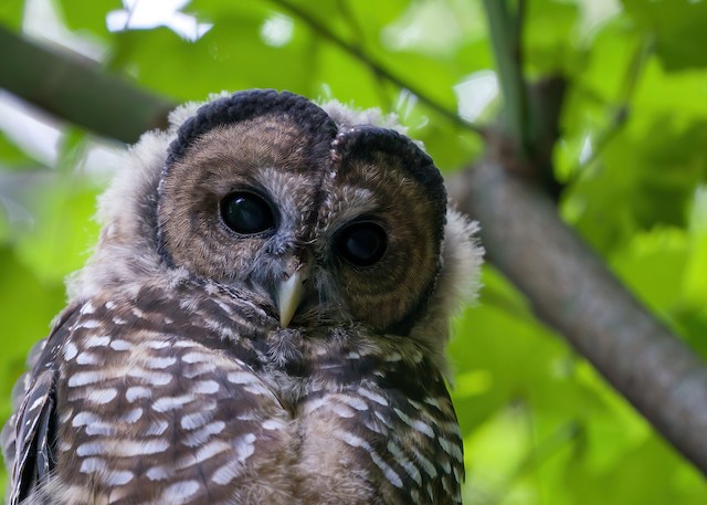 Northern Spotted Owl Flying