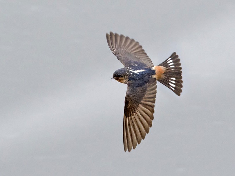 Red-throated Swallow - eBird