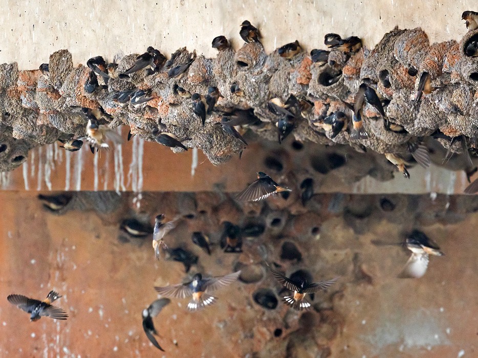 Red-throated Swallow - eBird