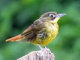 Red-tailed Bristlebill - eBird