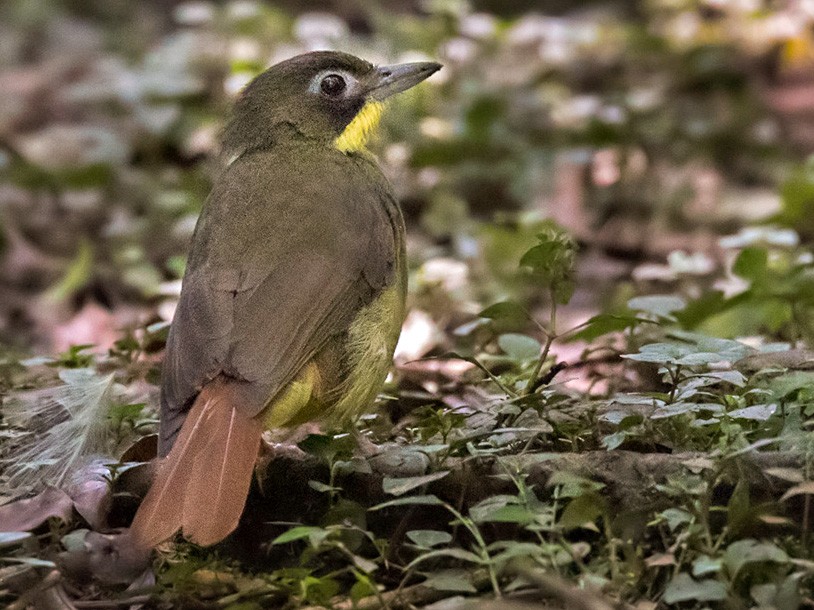 Red-tailed Bristlebill - eBird
