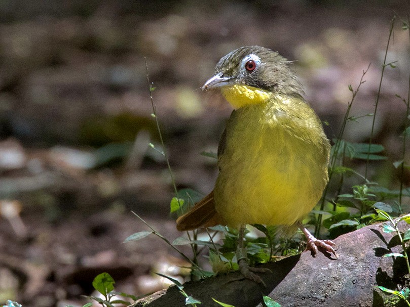 Red-tailed Bristlebill - eBird