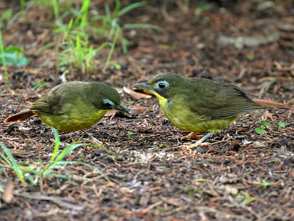 Red-tailed Bristlebill - eBird