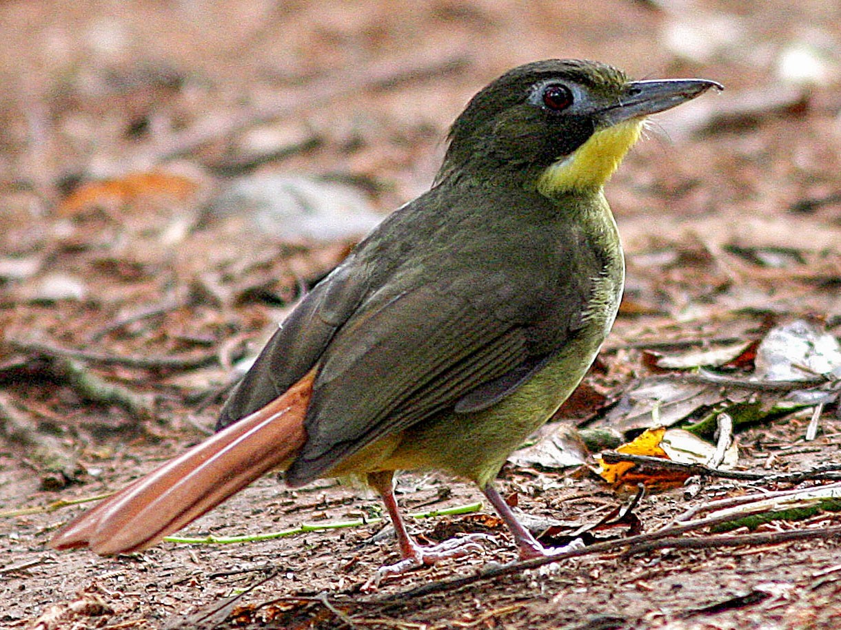Red-tailed Bristlebill - eBird