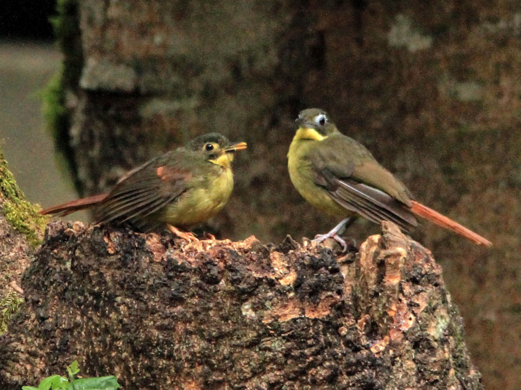 Red-tailed Bristlebill - eBird