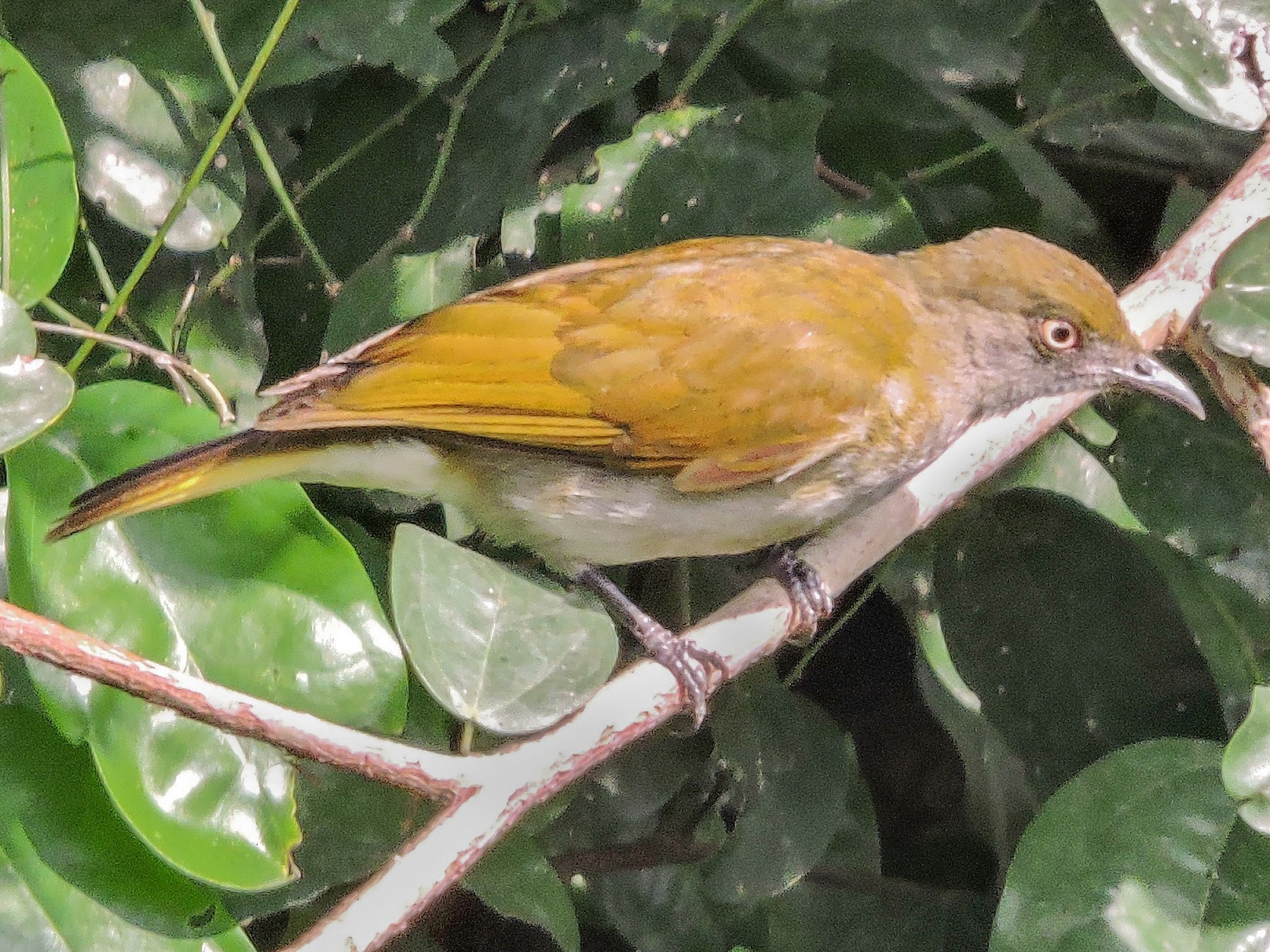 Honeyguide Greenbul - eBird