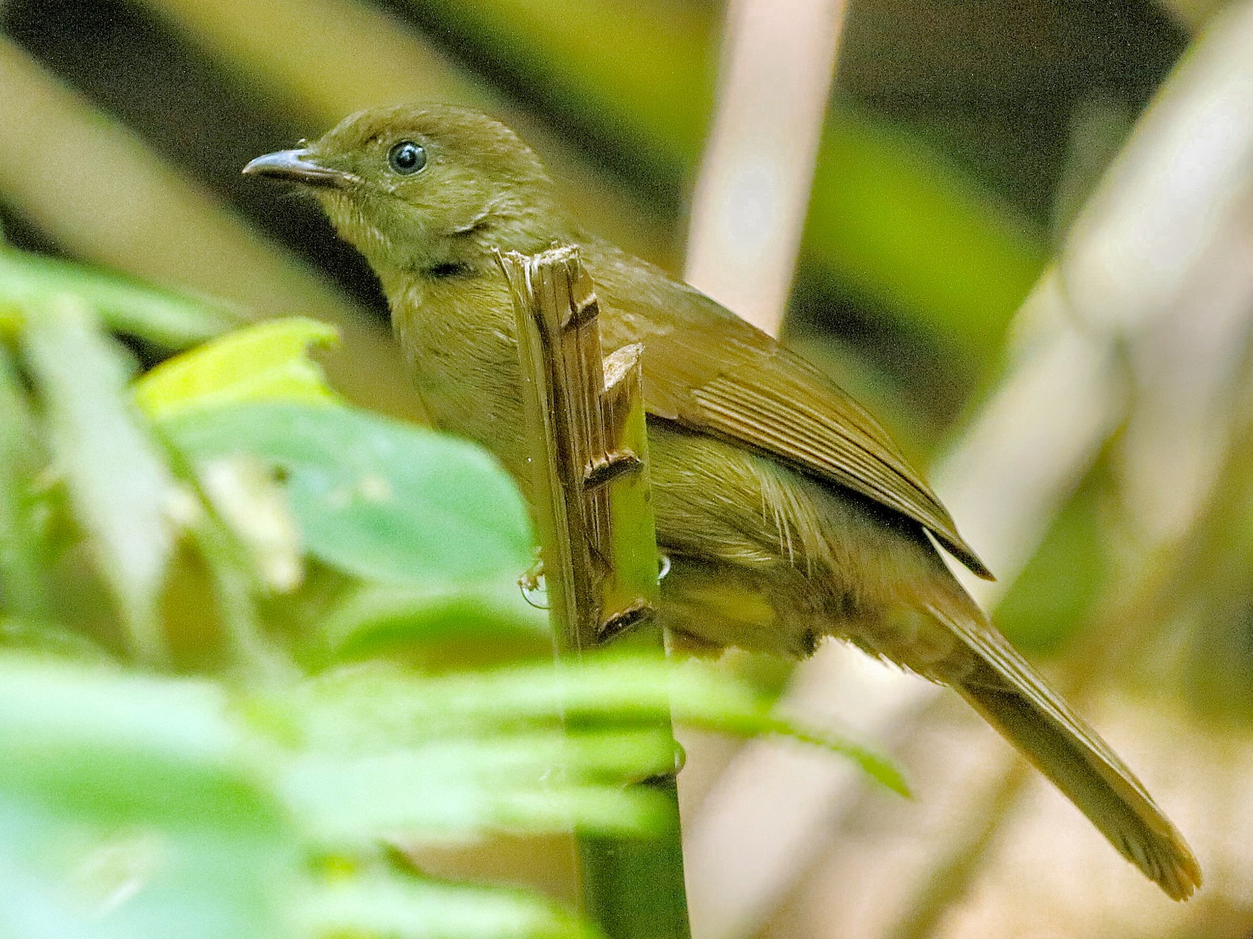 Little Greenbul - eBird