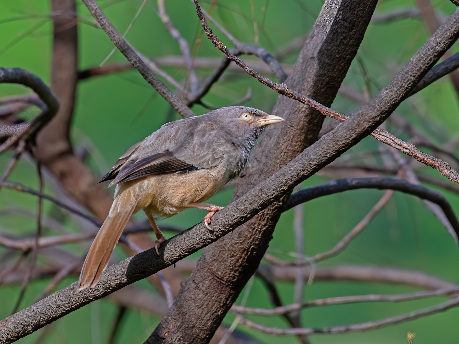Jungle Babbler (Black-winged) - eBird