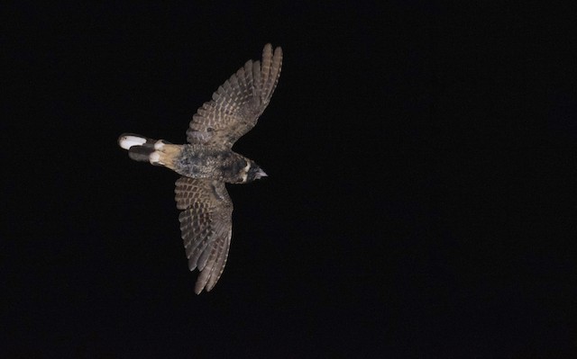 Common Poorwill In Flight