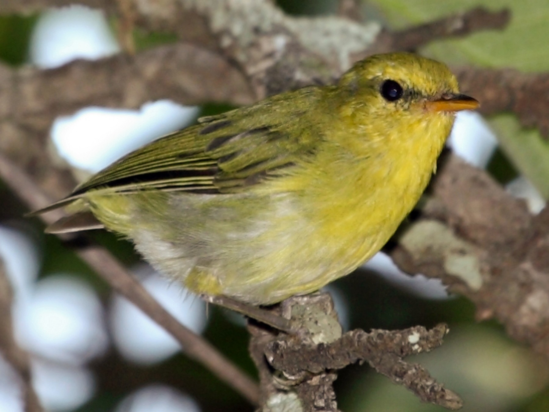 Laura's Woodland-Warbler - eBird