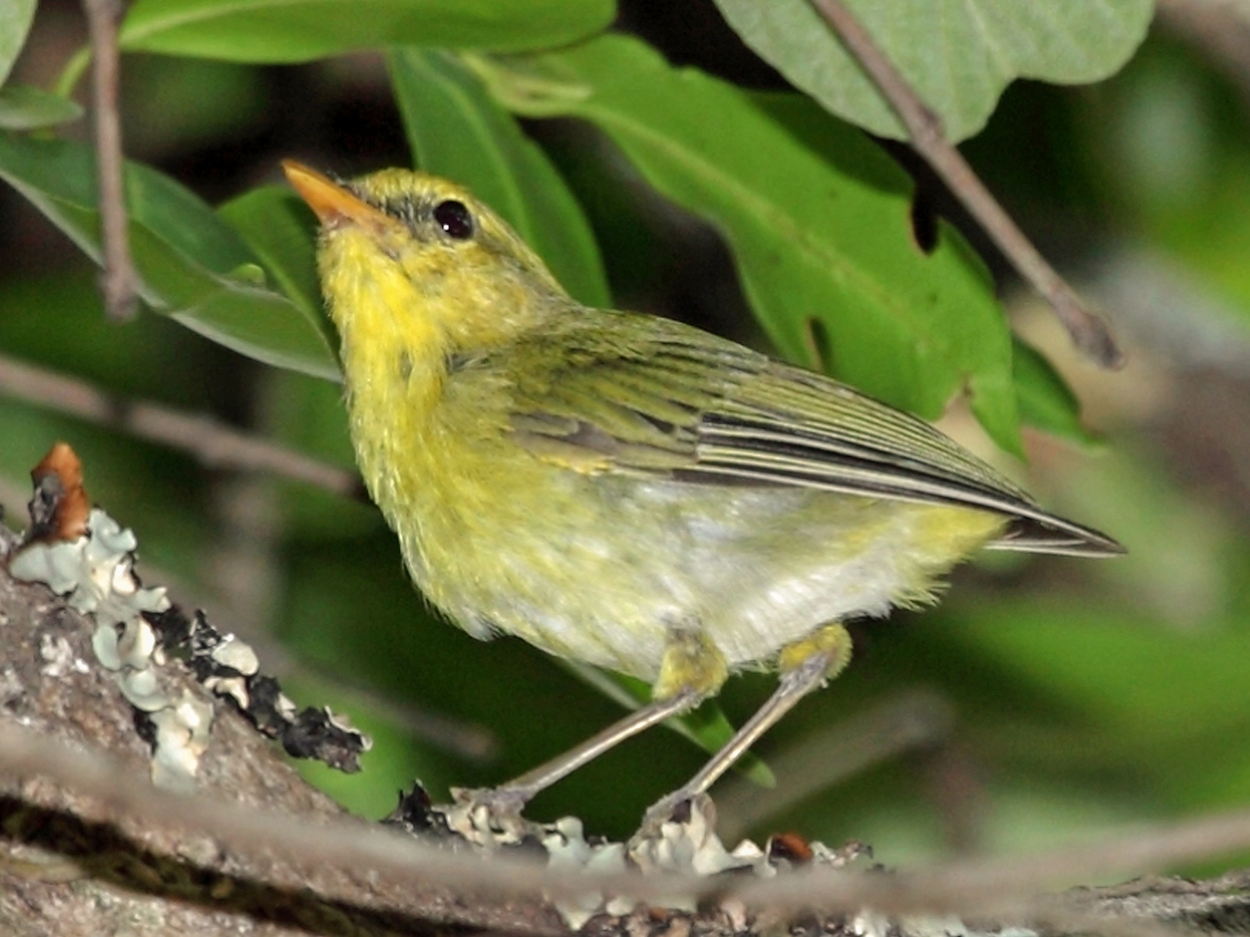 Laura's Woodland-Warbler - eBird