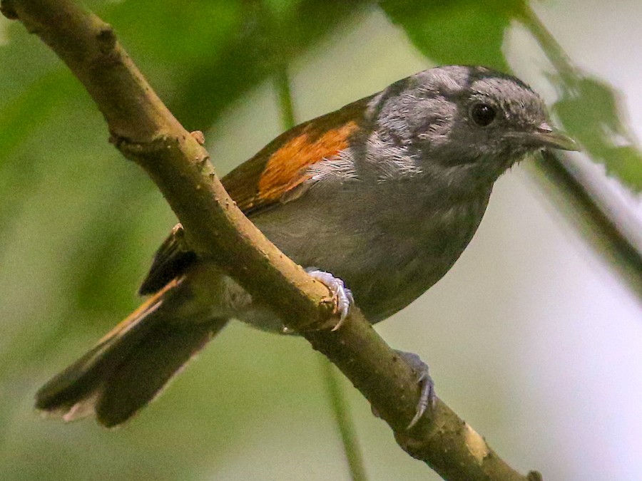 African Hill Babbler - eBird