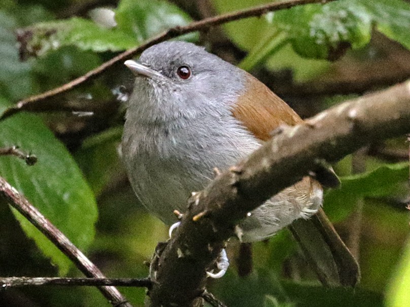 African Hill Babbler - eBird