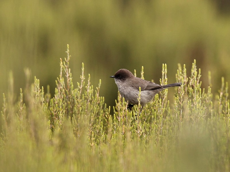 Curruca Parda - eBird
