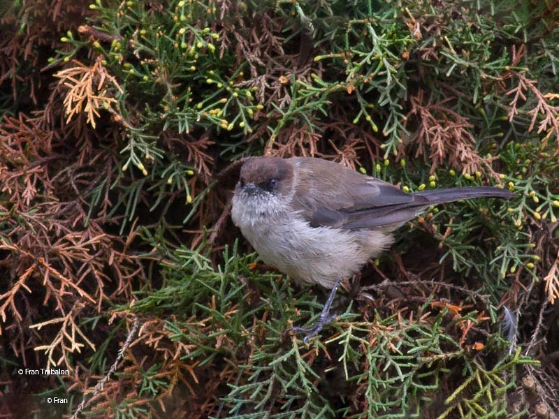 Curruca Parda - eBird