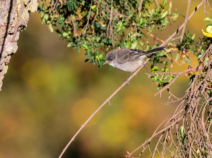 Curruca Parda - eBird