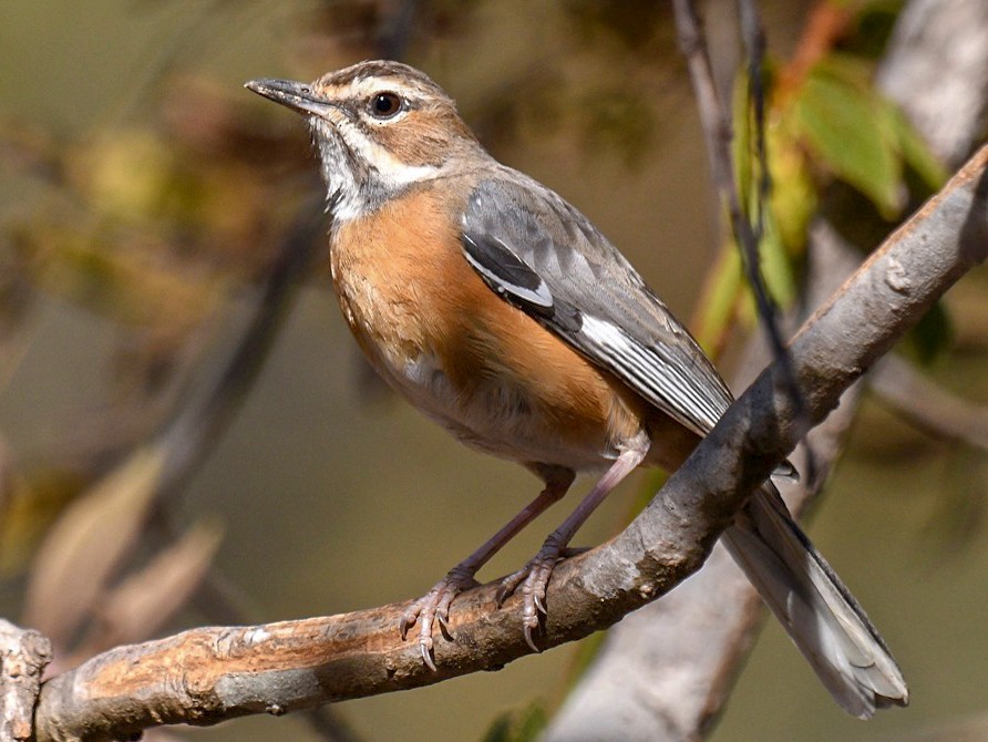 Miombo Scrub-Robin - eBird
