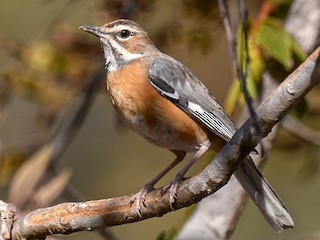 Miombo Scrub-Robin - eBird