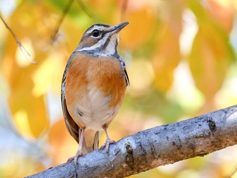 Miombo Scrub-Robin - eBird