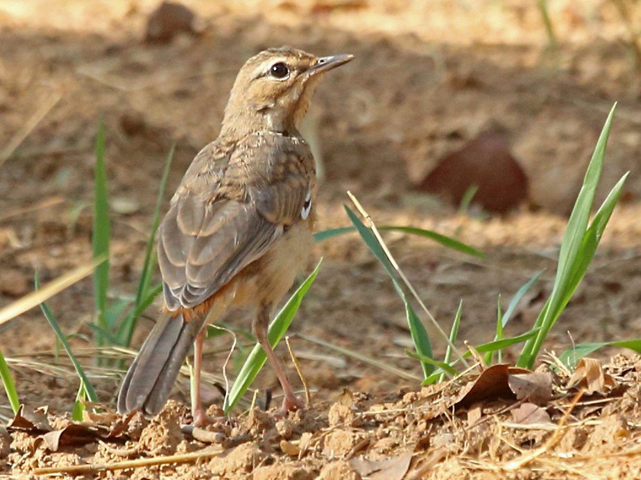 Miombo Scrub-Robin - eBird