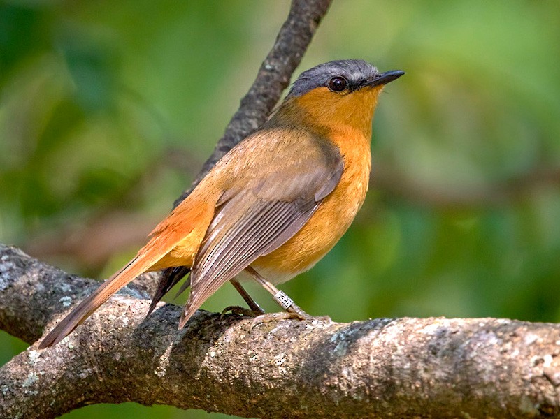 Bocage's Akalat - eBird
