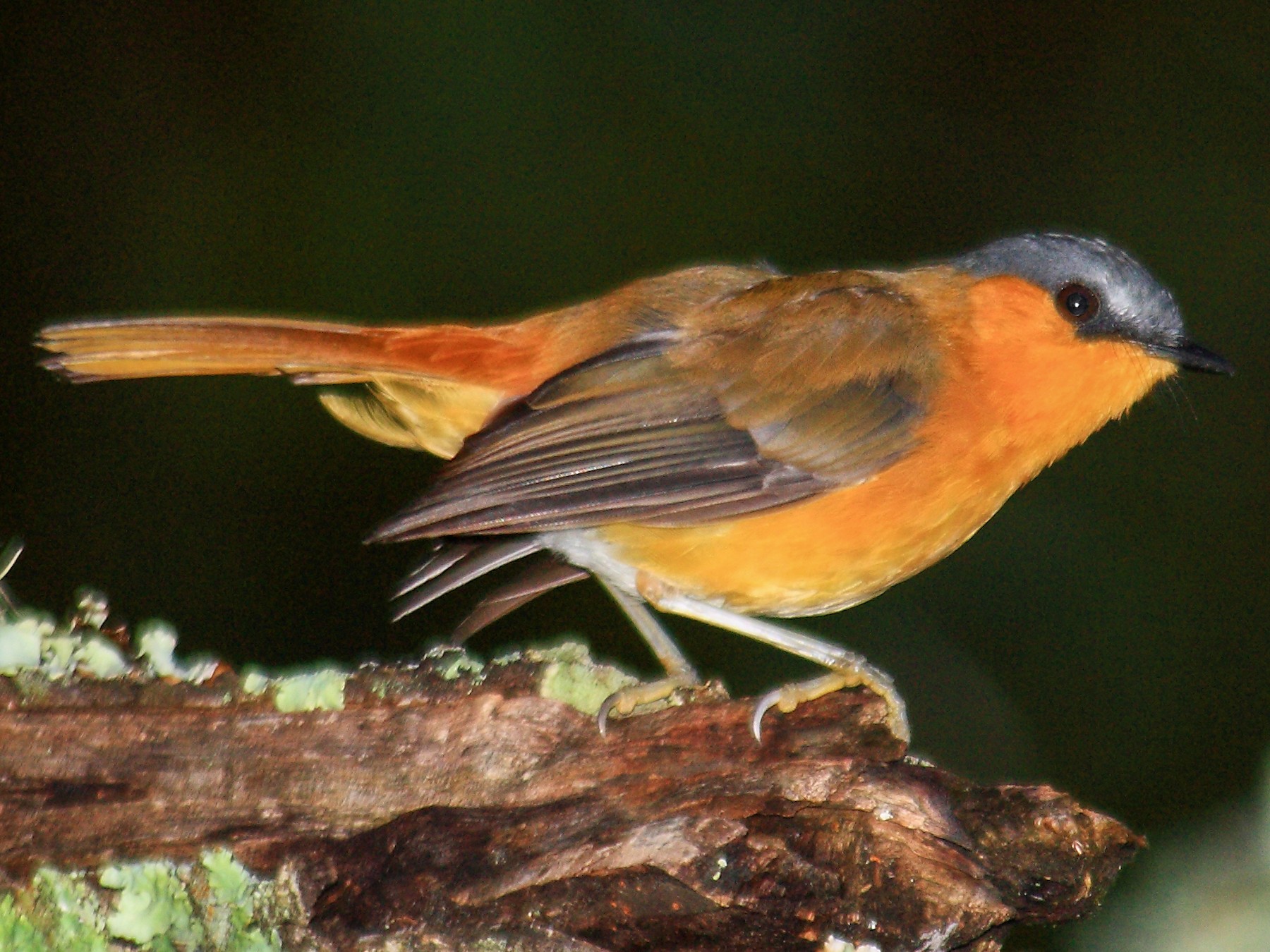 Bocage's Akalat - eBird