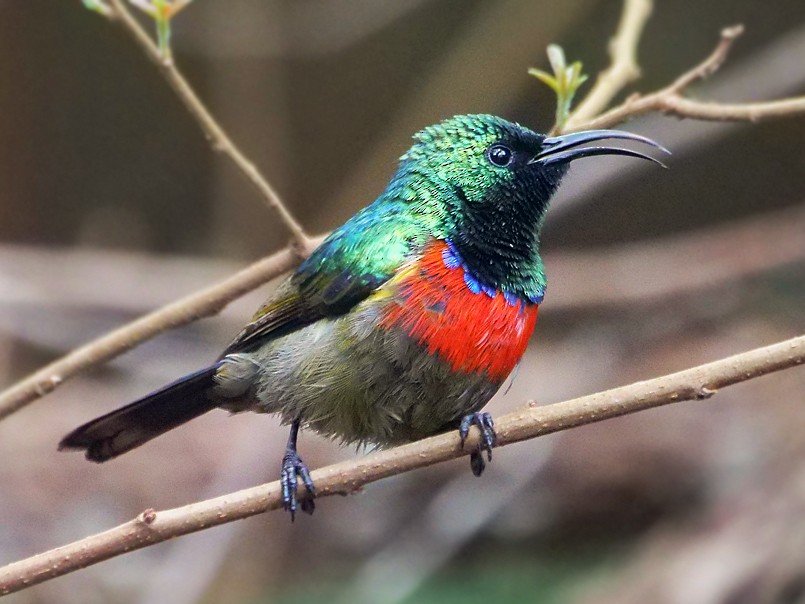 Montane Double-collared Sunbird - eBird