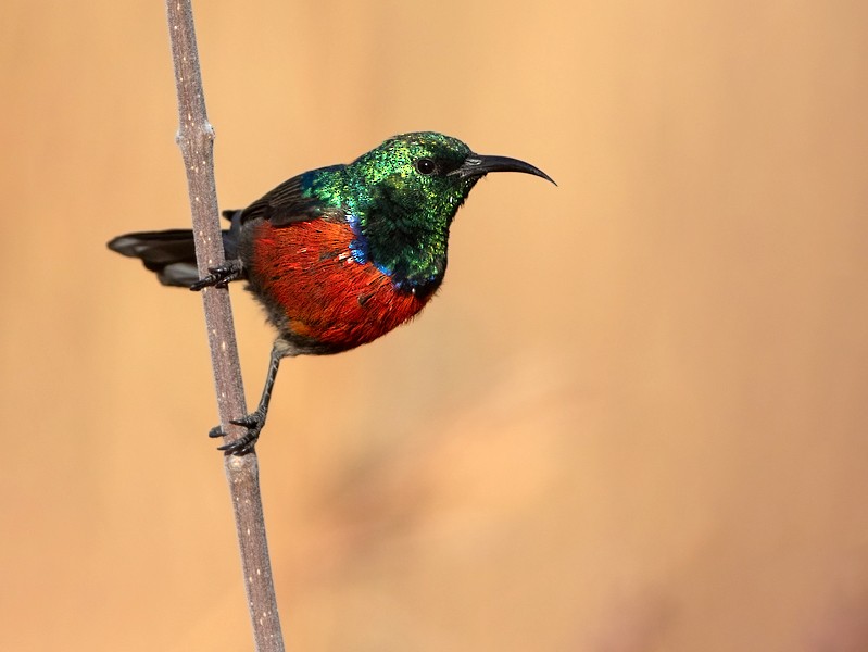 Suimanga Angoleño - eBird