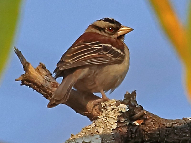 Chestnut-backed Sparrow-Weaver - eBird